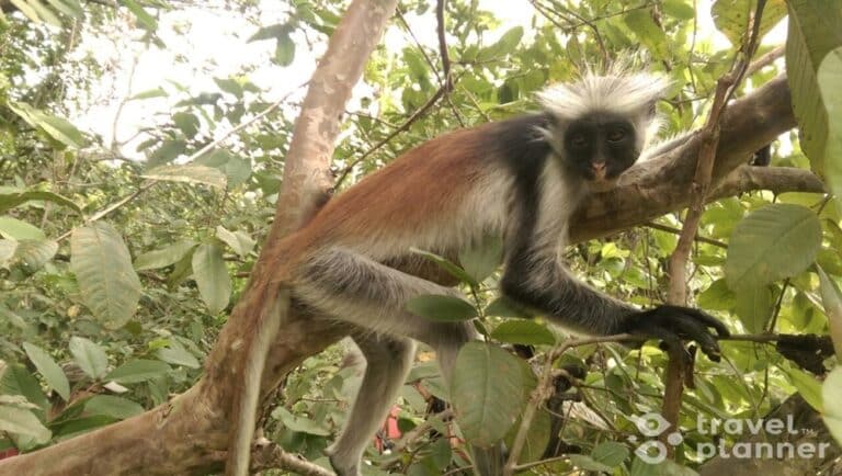 Jozani Forest, padurea tropicala din Zanzibar pe care nu trebuie sa o ...